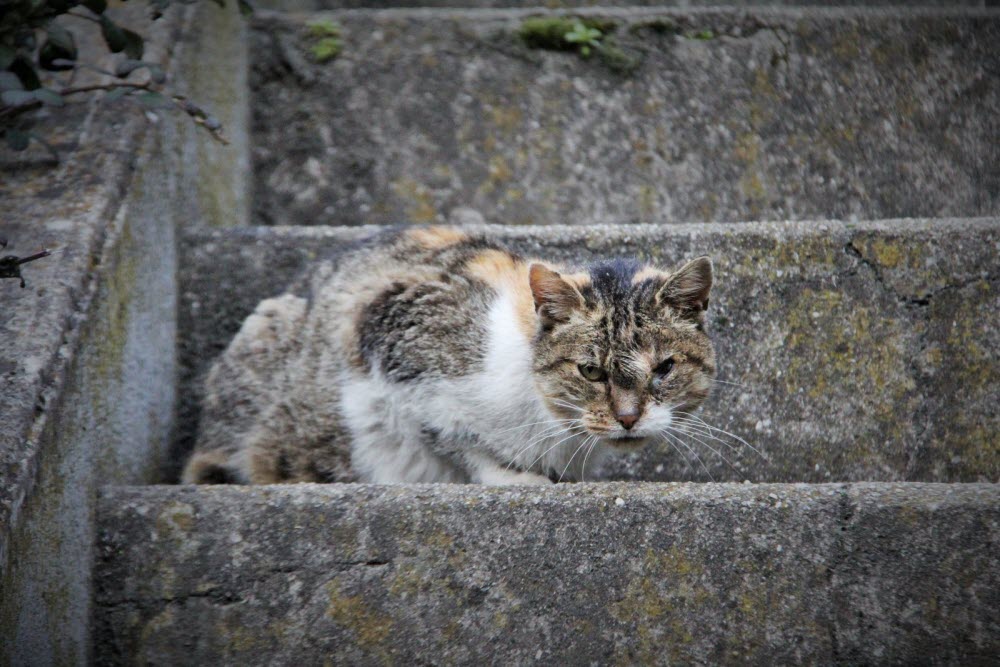 Les chats errants - Villers-sur-mer